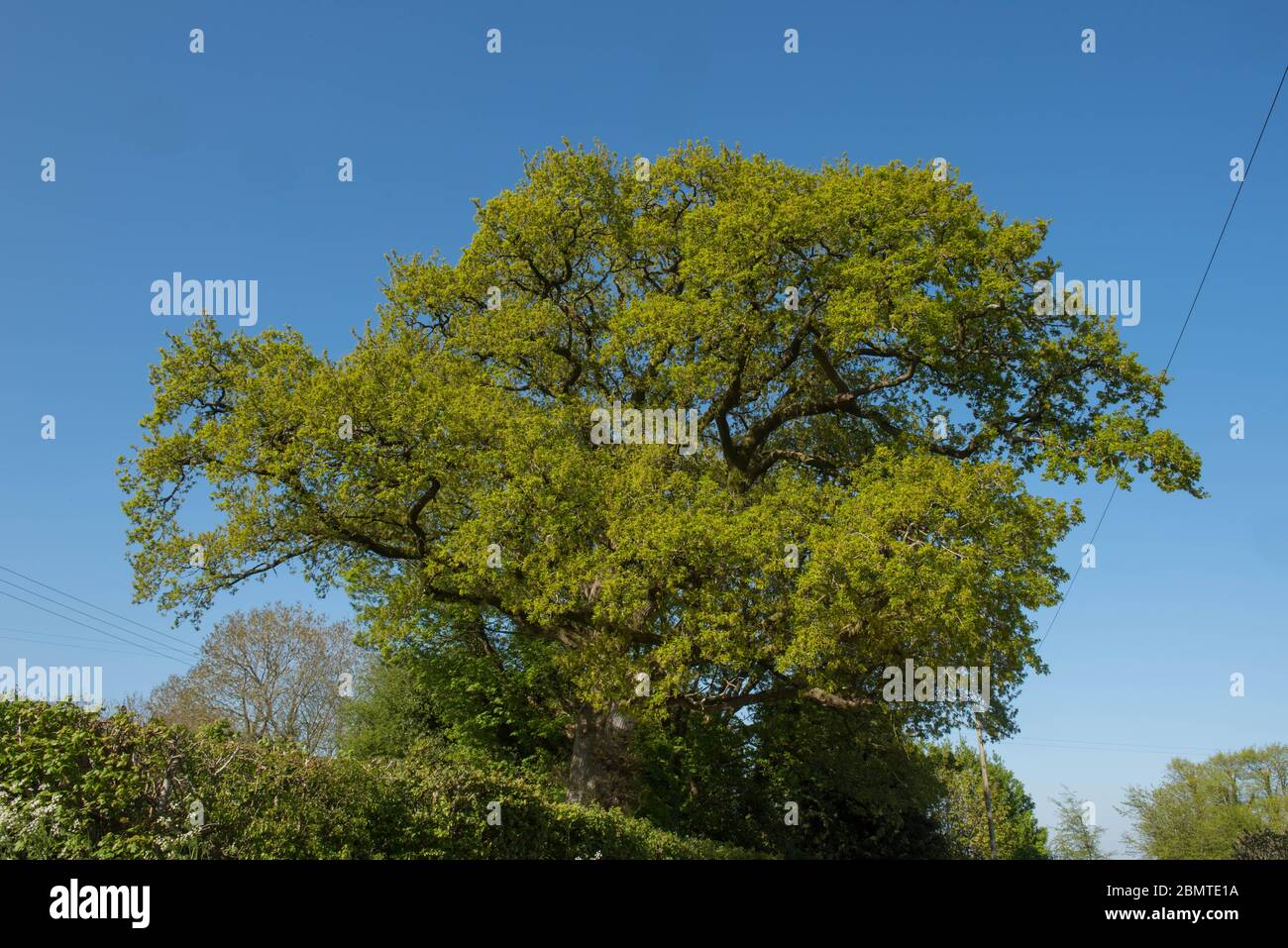 Opening in hedge hi-res stock photography and images - Alamy