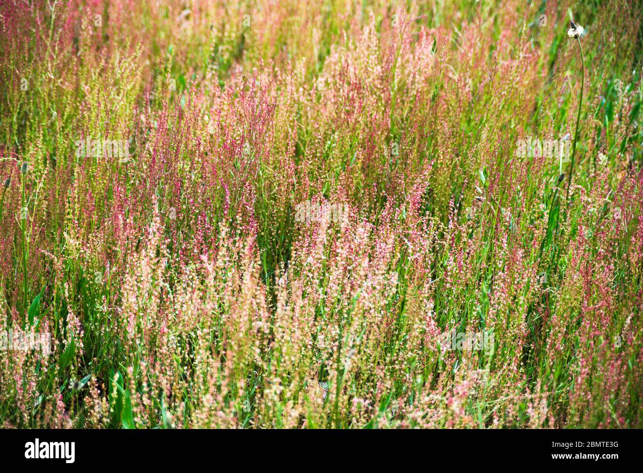Grasses in bloom Stock Photo - Alamy