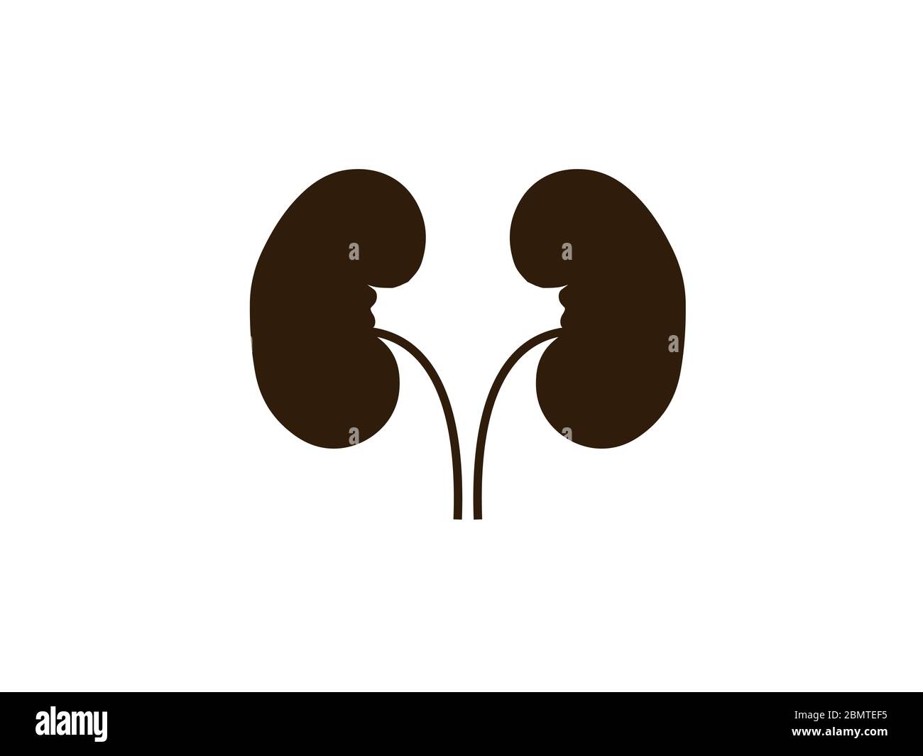 Kidneys, medical, organ icon. Vector illustration, flat design Stock Vector Image & Art - Alamy