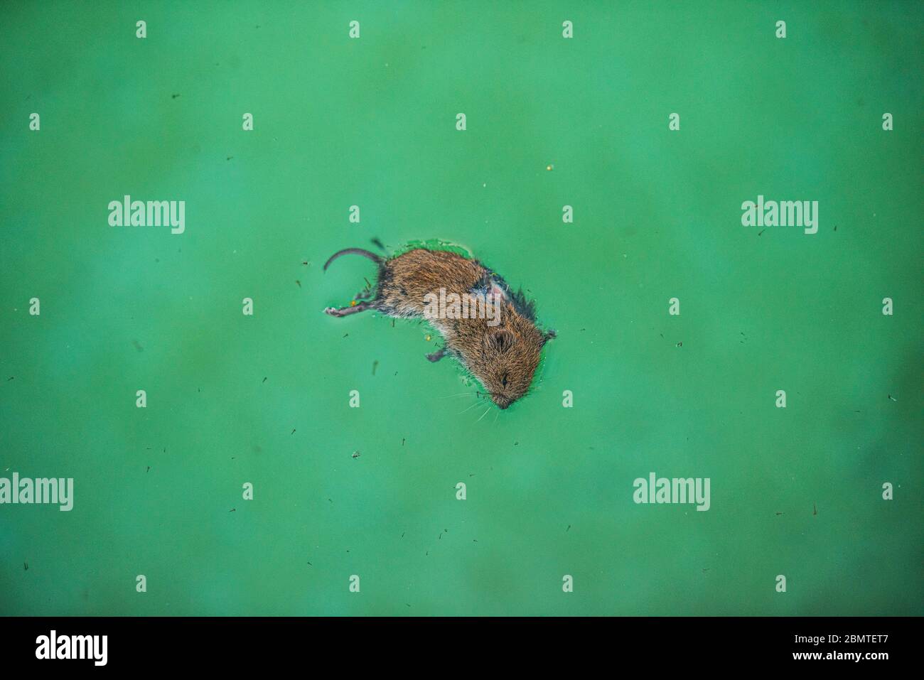 Dead mouse floating in a pool Stock Photo - Alamy