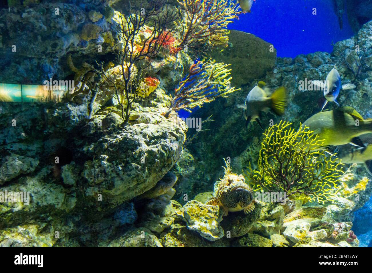 Beautiful salt aquarium fish swimming around Stock Photo - Alamy