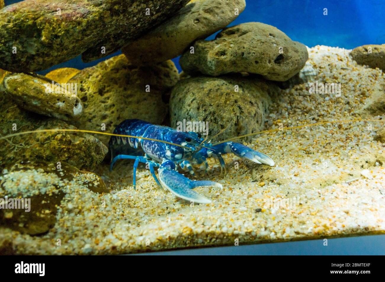 Blue Lobster In Ocean