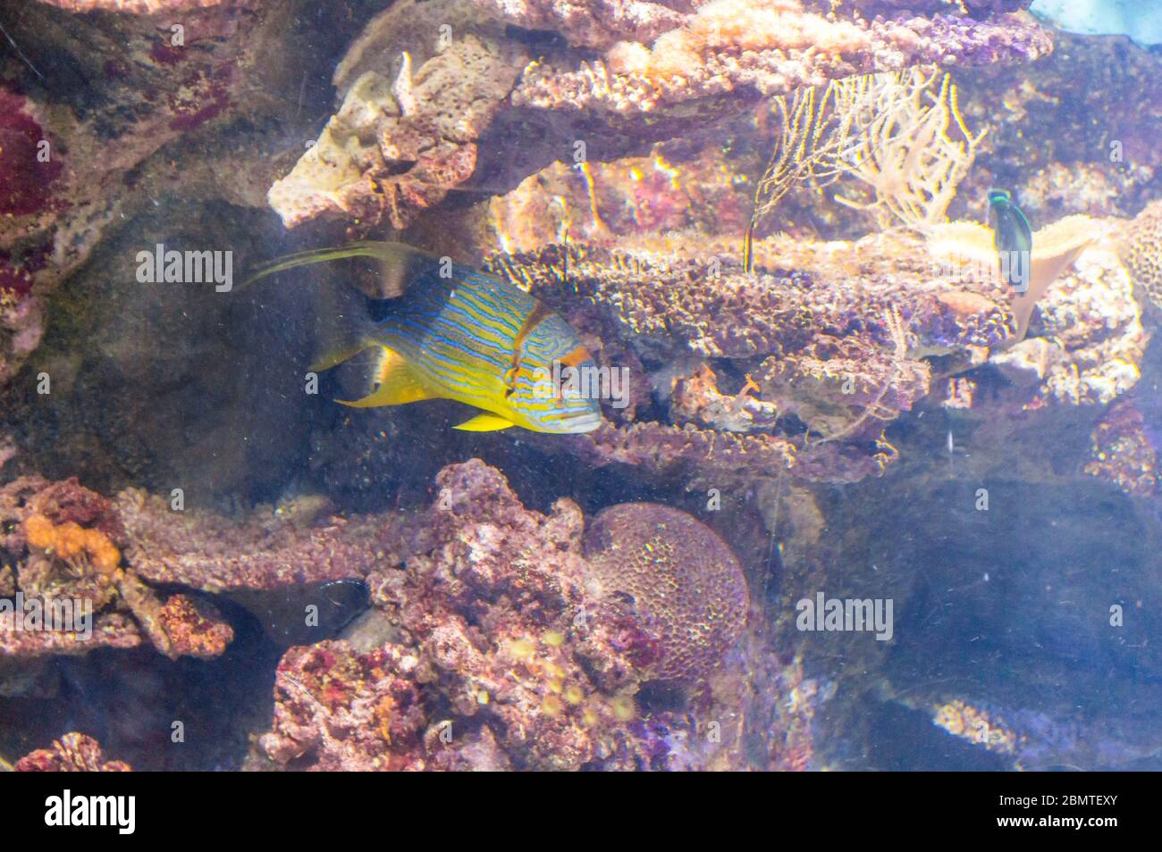 Beautiful salt aquarium fish swimming around Stock Photo - Alamy