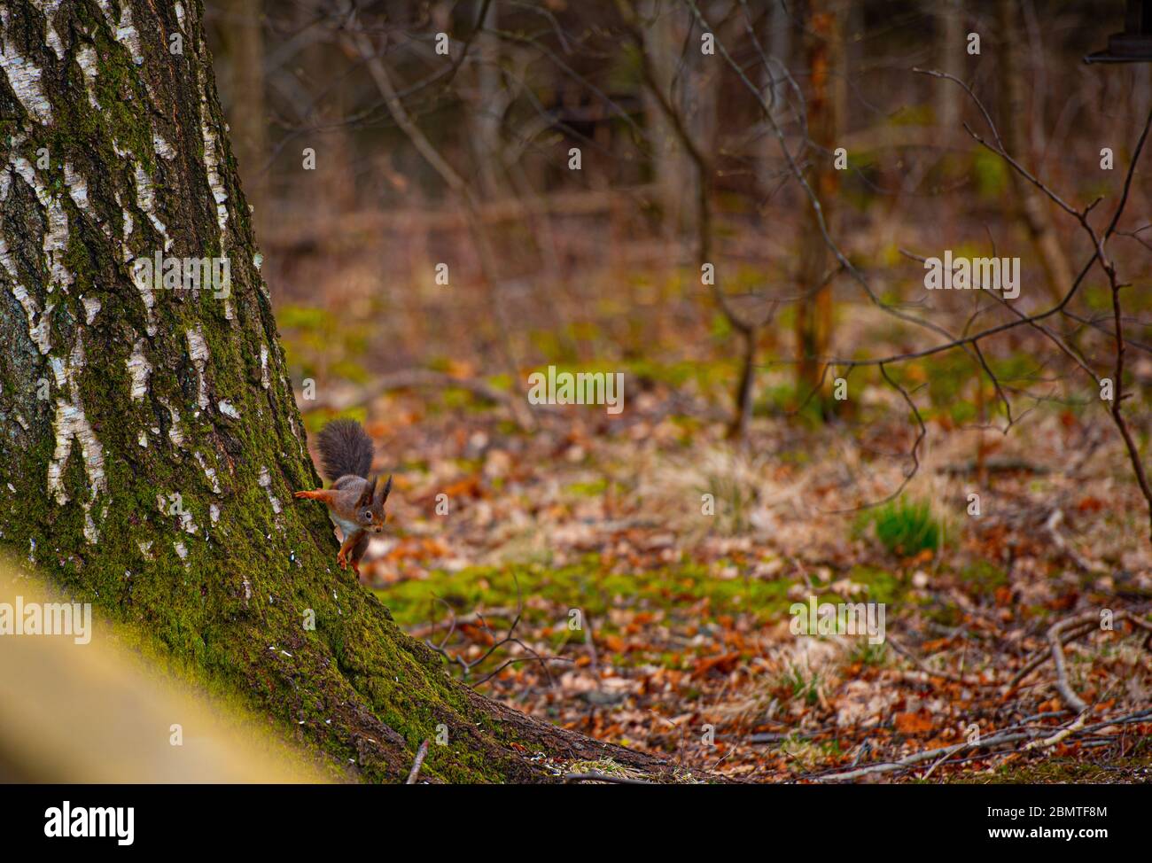 Squirrel Listening High Resolution Stock Photography and Images - Alamy