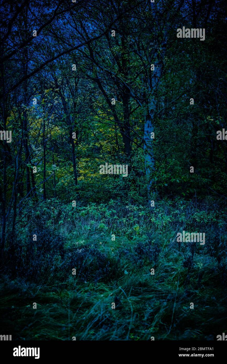 View over dark bushes and trees set in dark blue and green Stock Photo ...