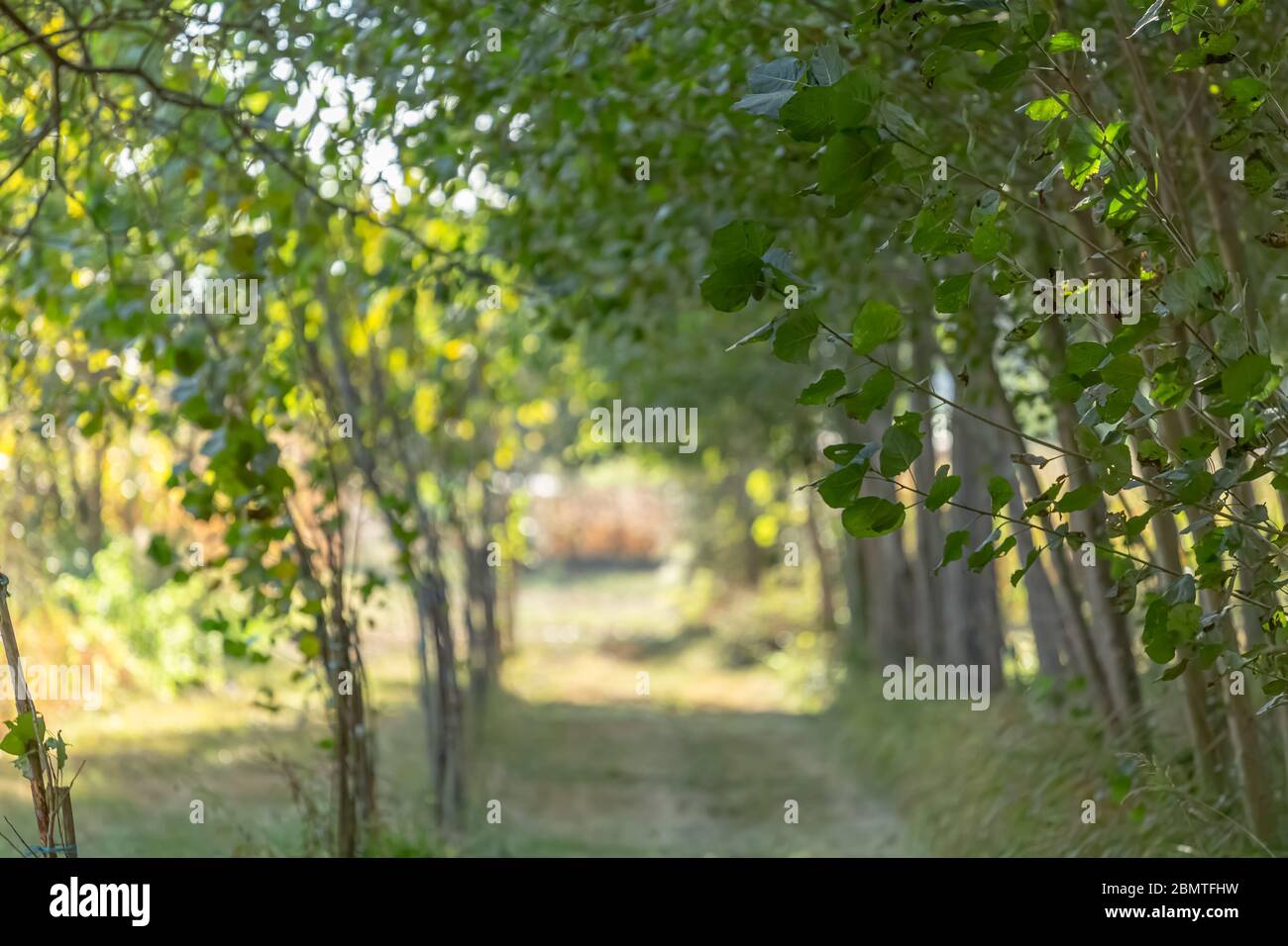 Detailed view of the parallel trees, path in the middle on the herbs ...