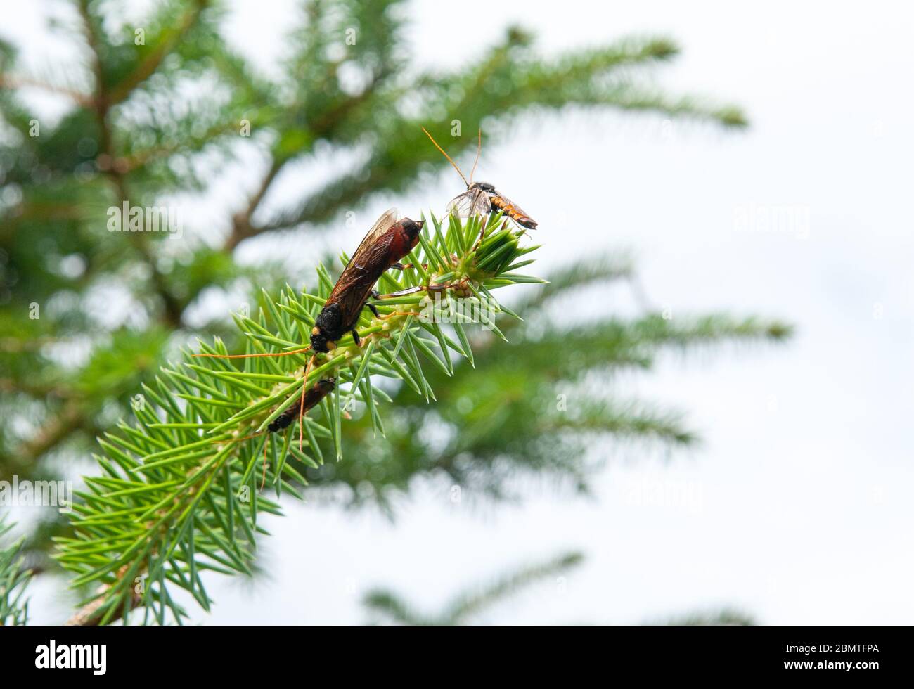 Giant Wood Wasp or horntail ( latin name Urocerus gigas) with black and ...