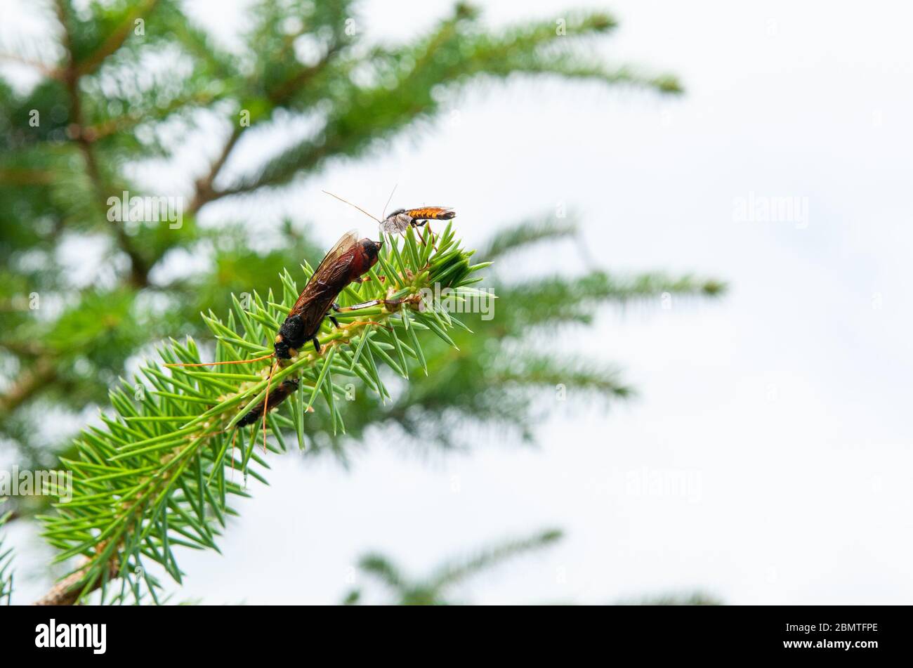 Giant Wood Wasp or horntail ( latin name Urocerus gigas) with black and ...
