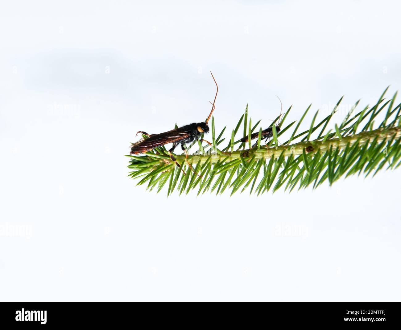 Giant Wood Wasp or horntail ( latin name Urocerus gigas) with black and ...