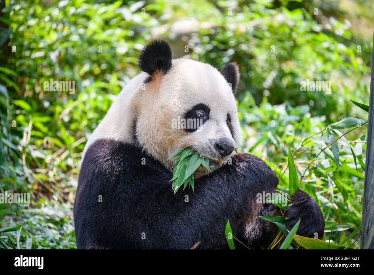 Cute panda eating bamboo leaves Stock Photo - Alamy