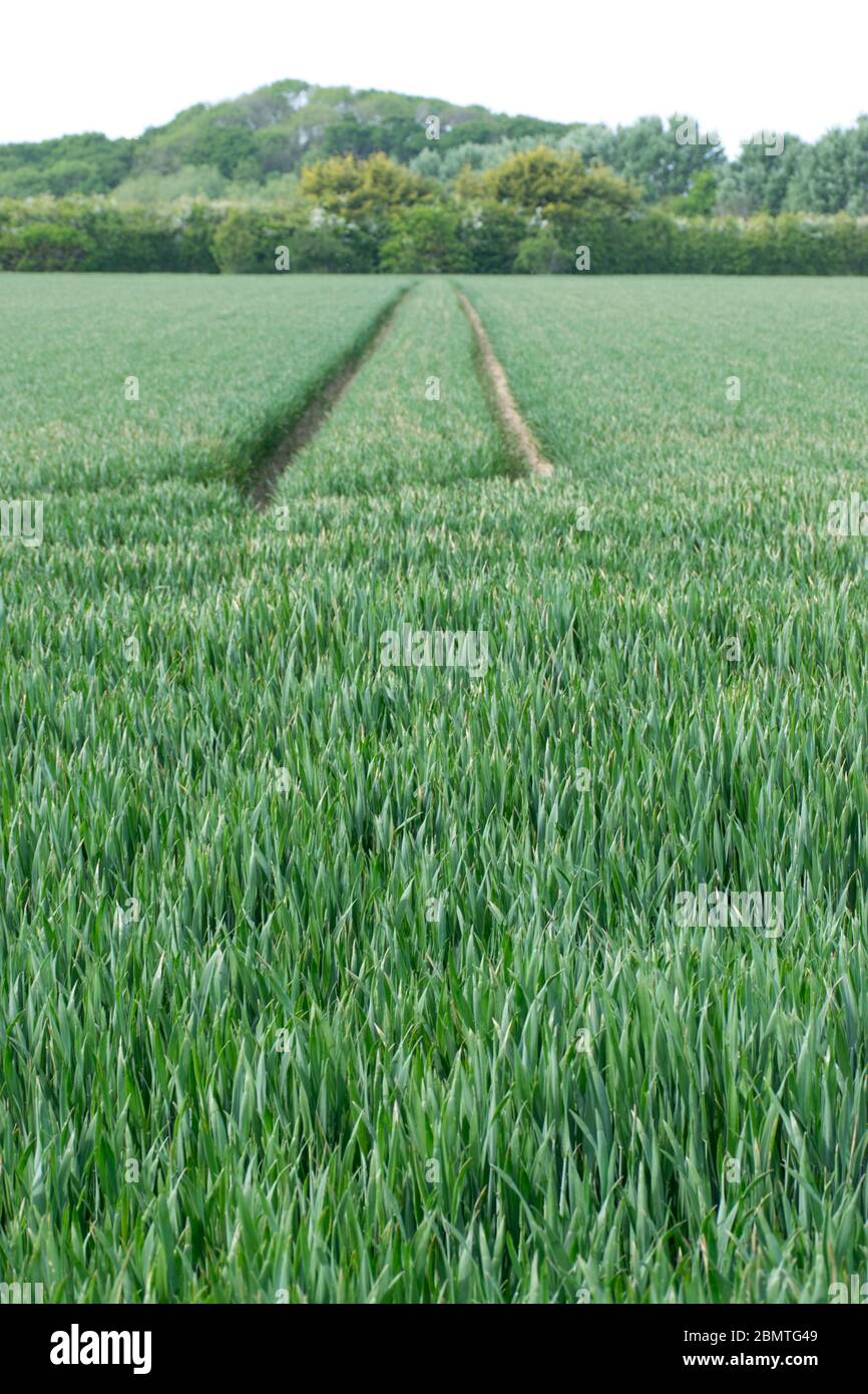 Young Barley Plant 2 Row Barley Plants: Growing 2 Row Malting Barley
