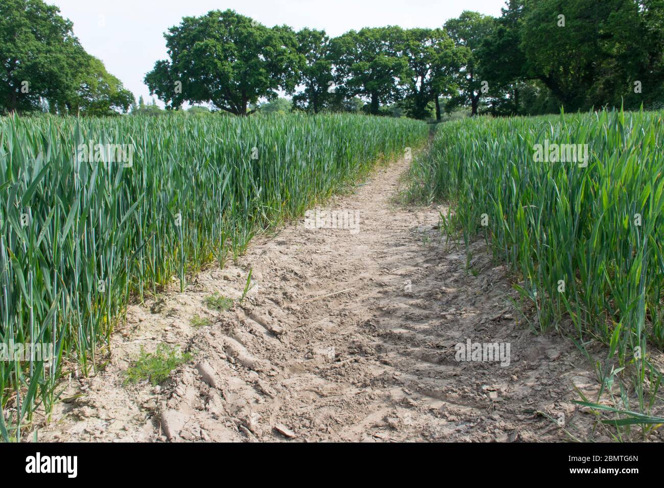 Young barley crop hi-res stock photography and images - Alamy