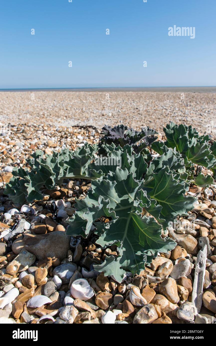 Plant of coastal vegetated shingle hi-res stock photography and images ...