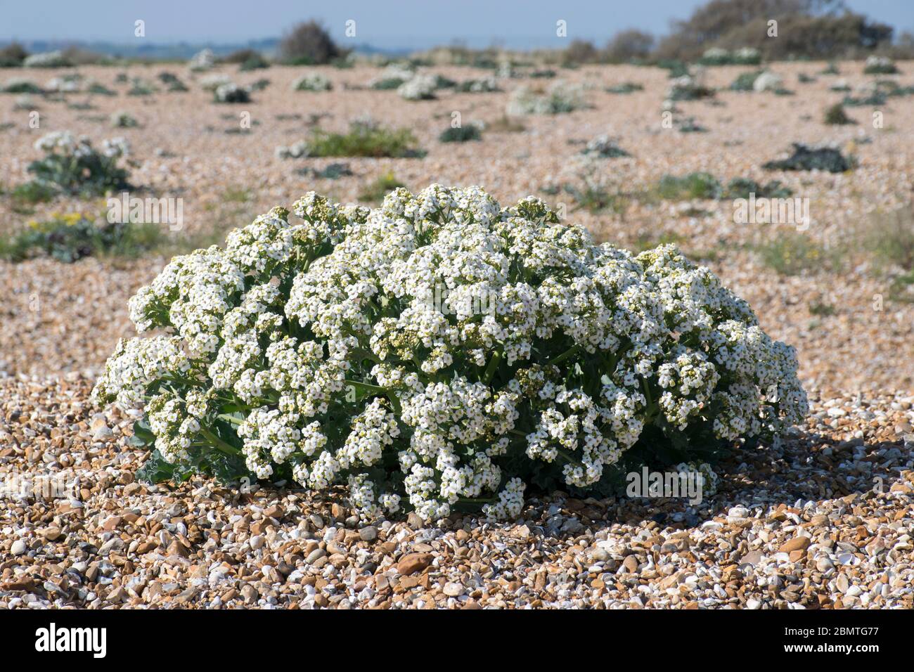 Sea-kale (Crambe maritima L.) vegetated shingle,Hayling Island,England ...
