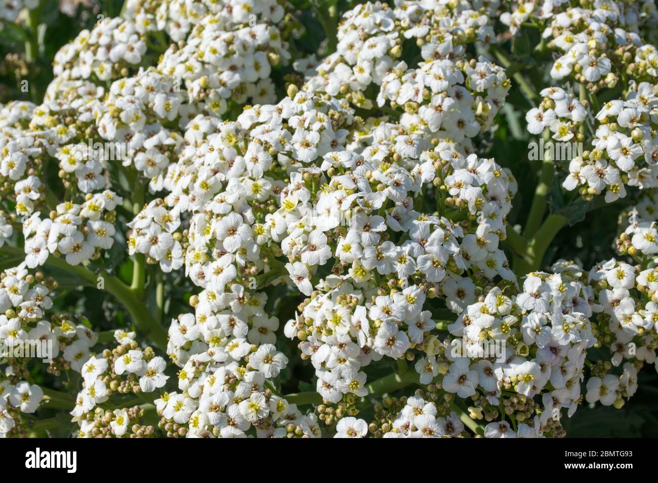 Sea-kale (Crambe maritima L.) vegetated shingle,Hayling Island,England ...
