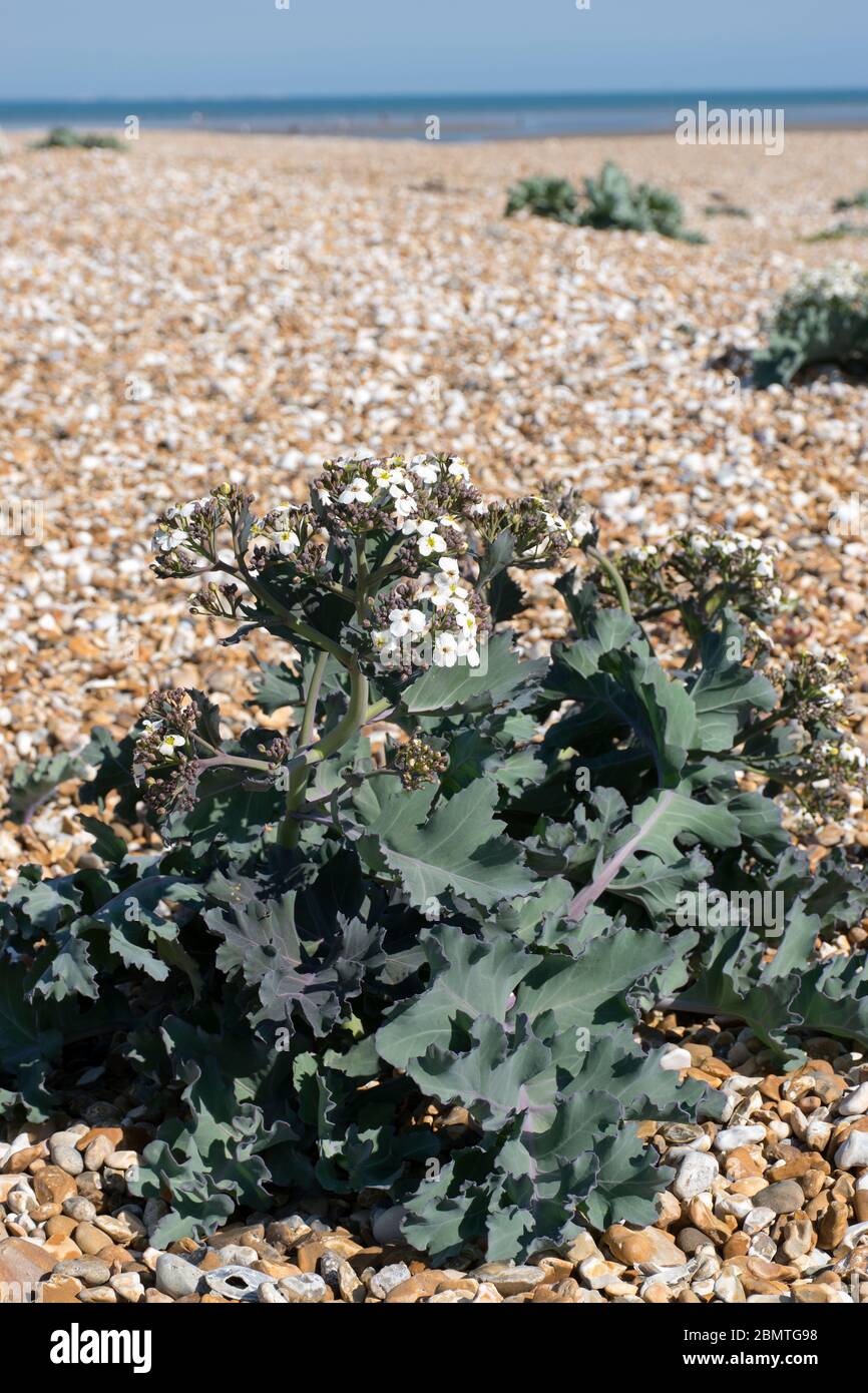 Sea-kale (Crambe maritima L.) vegetated shingle,Hayling Island,England ...
