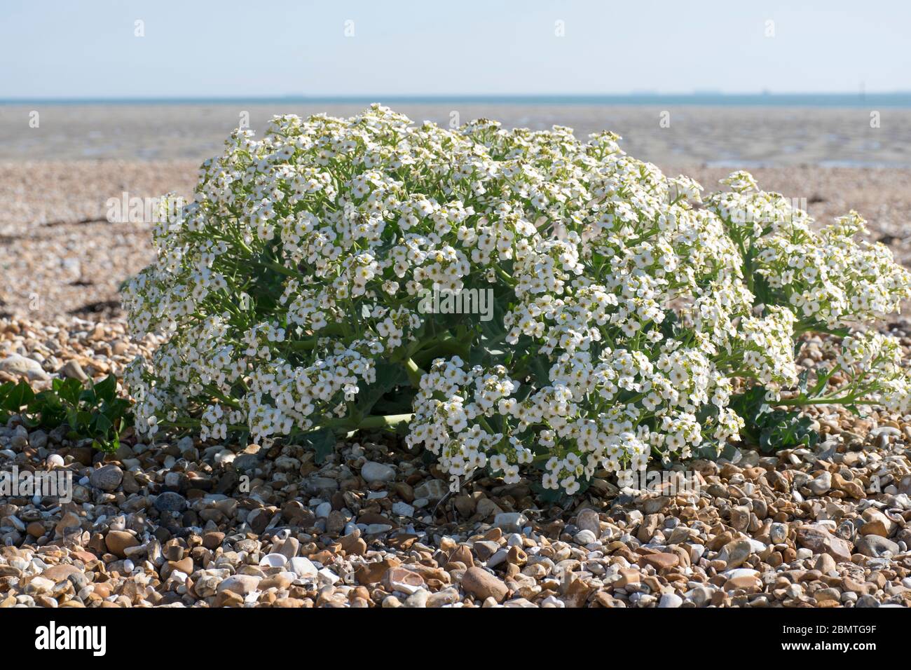 Plant of coastal vegetated shingle hi-res stock photography and images ...