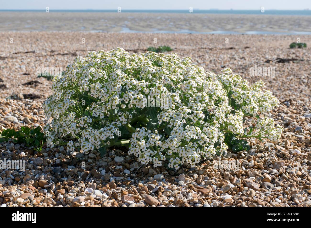Sea-kale (Crambe maritima L.) vegetated shingle,Hayling Island,England ...