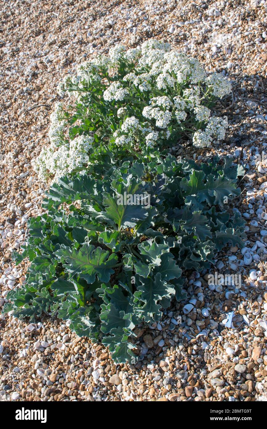 Plant of coastal vegetated shingle hi-res stock photography and images ...