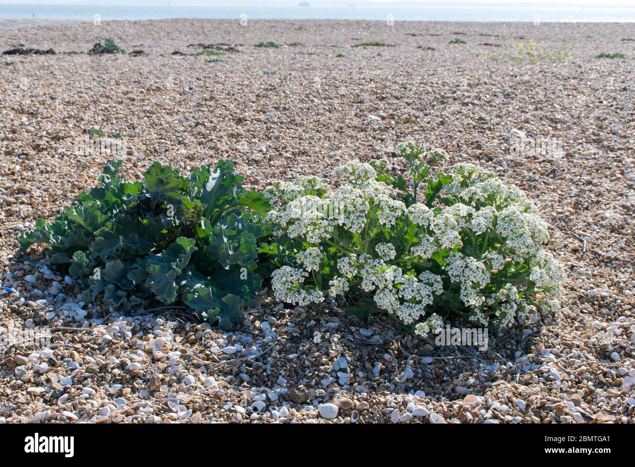 Plant of coastal vegetated shingle hi-res stock photography and images ...