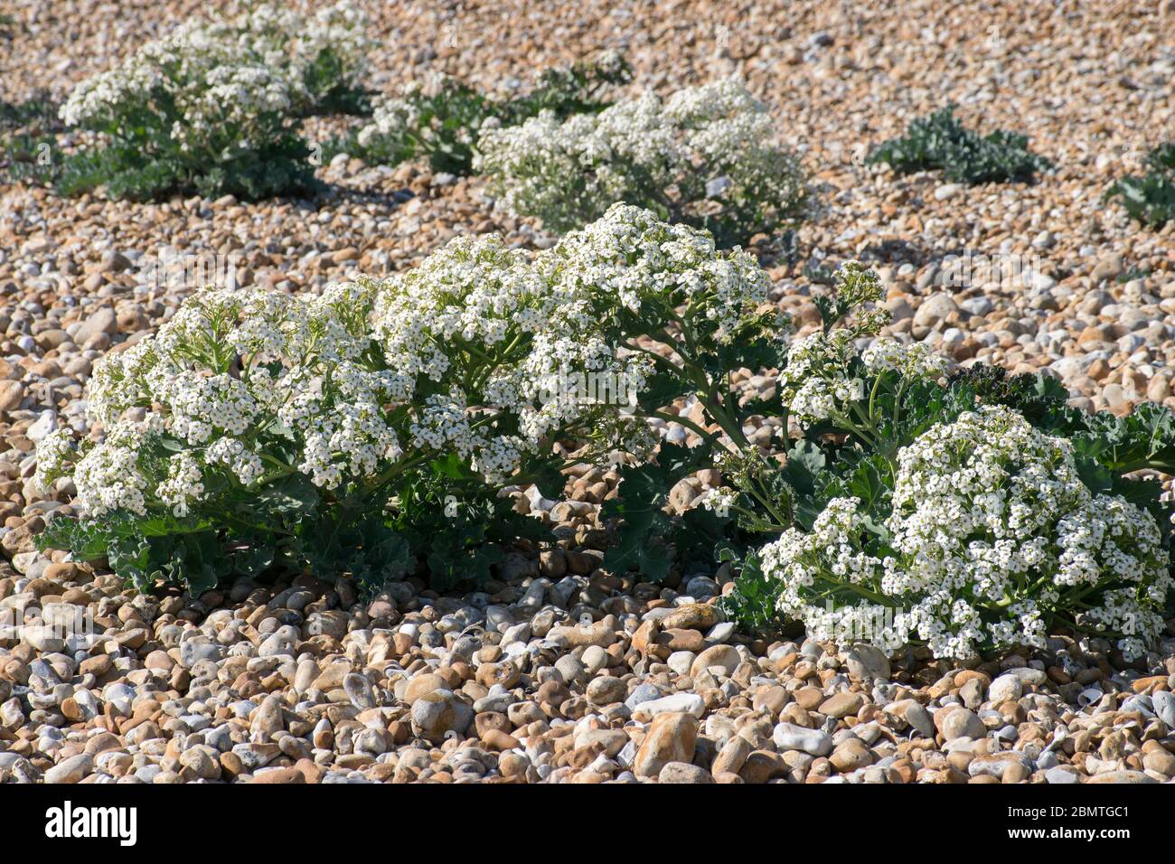 Plant of coastal vegetated shingle hi-res stock photography and images ...