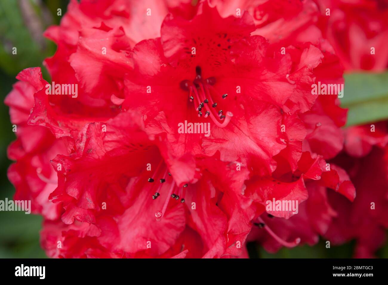 Red flowering shrub hi-res stock photography and images - Alamy