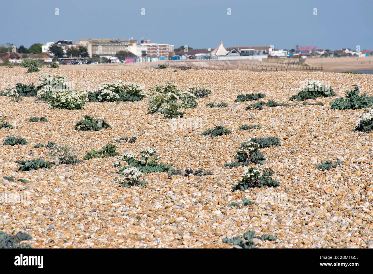 Plant of coastal vegetated shingle hi-res stock photography and images ...