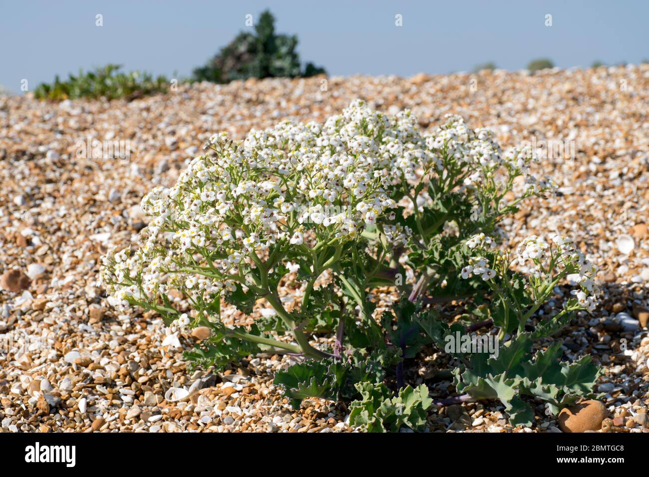 Plant of coastal vegetated shingle hi-res stock photography and images ...