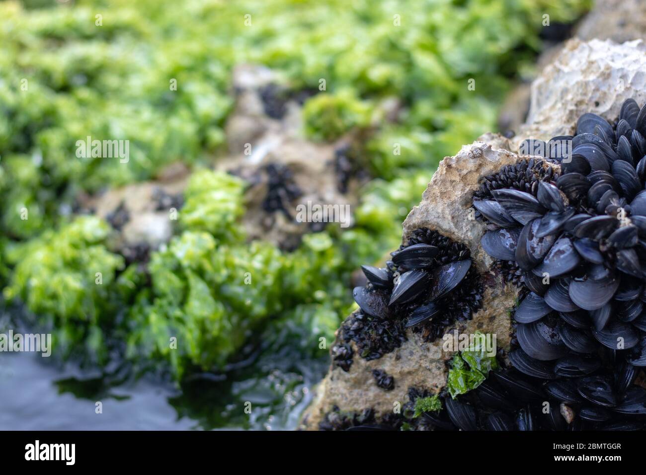 Many tiny black mussel shells in a group on a rock near the sea. Bright ...