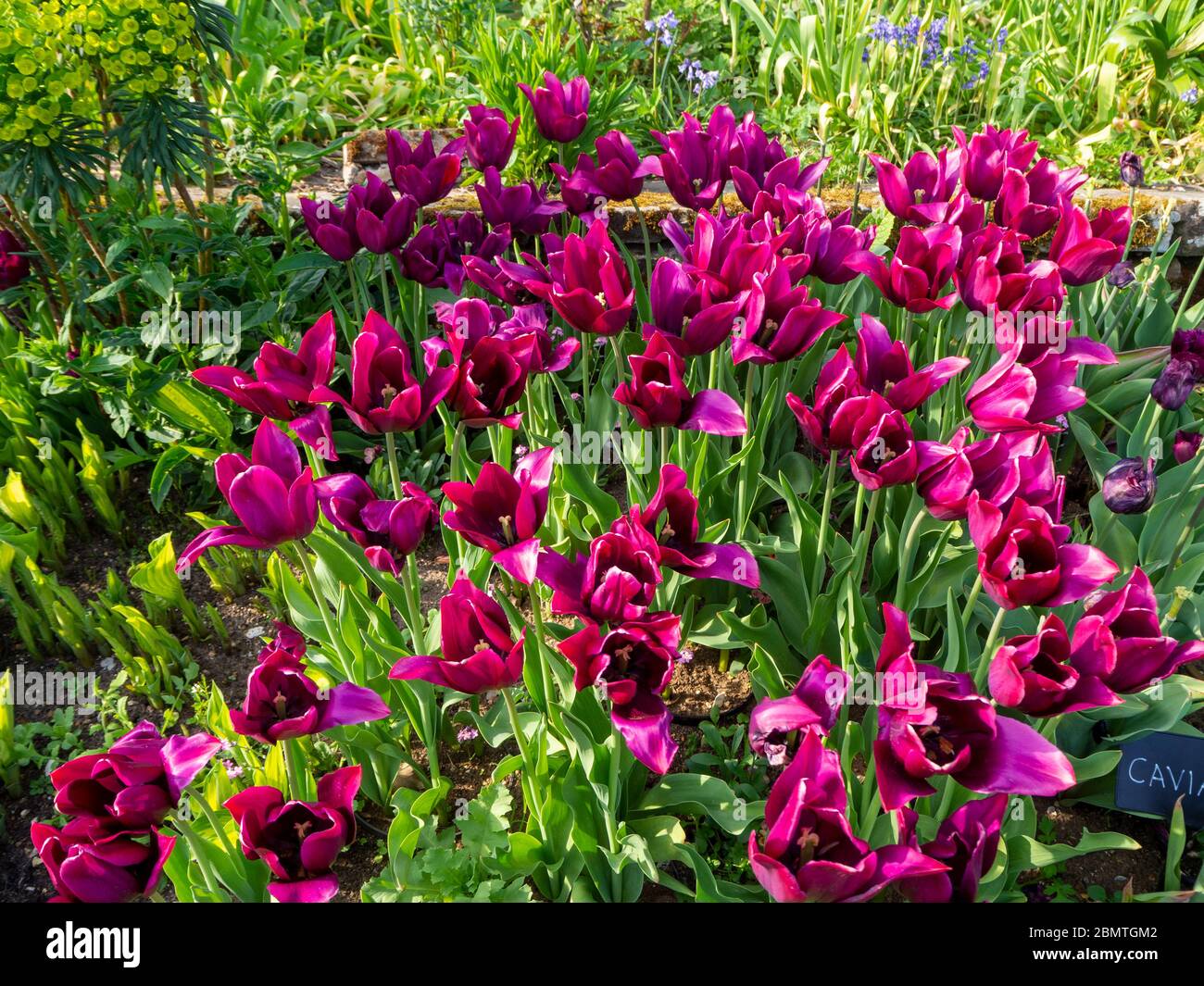Merlot tulip hi-res stock photography and images - Alamy