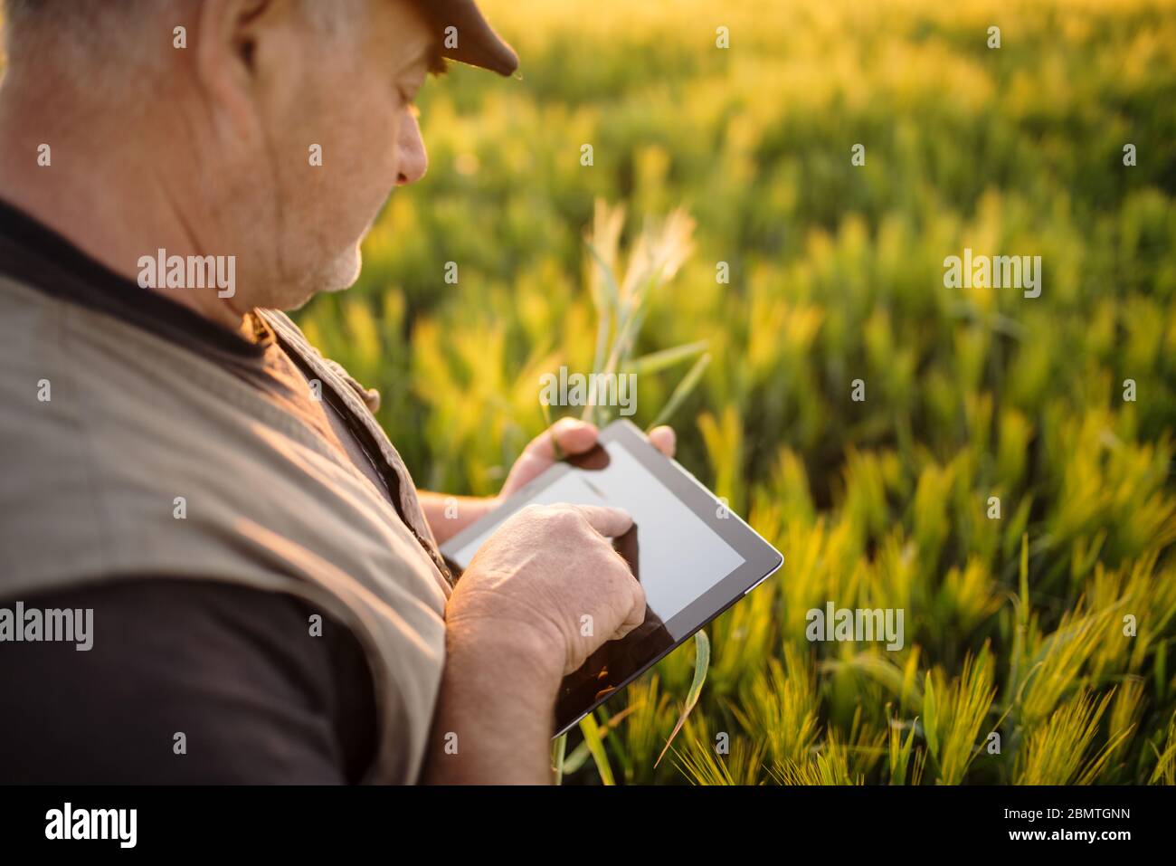 Farmer checking crop in a field . Agricultural concept Stock Photo - Alamy