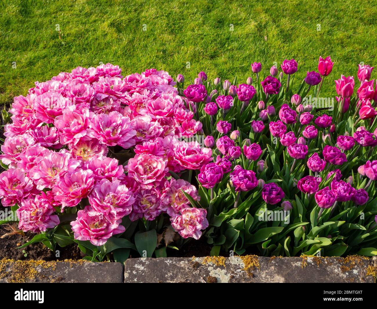 Pretty double Pink and mauve tulips planted in Chenies Manor Sunken ...