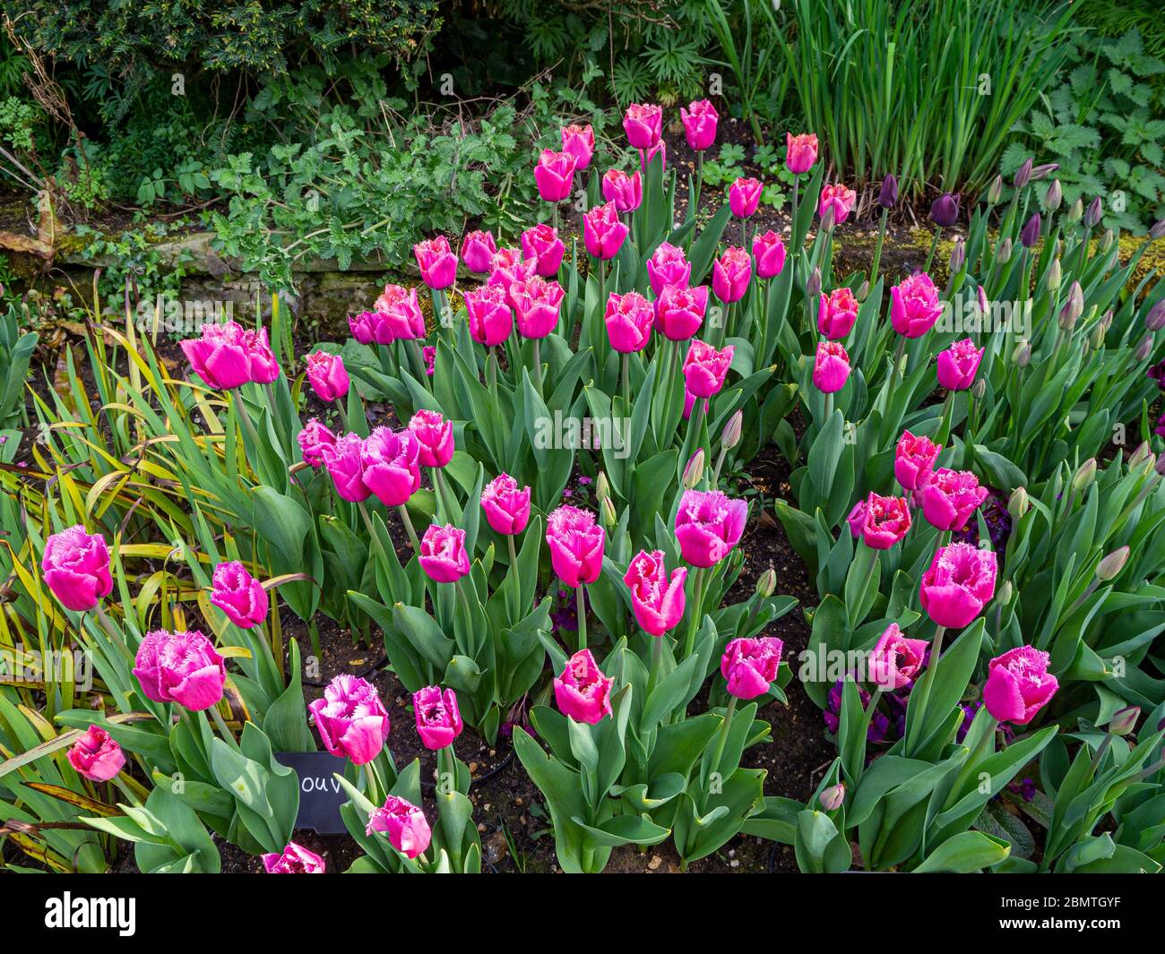 Single variety of a Tulipa Louvre planted en masse at Chenies Manor ...