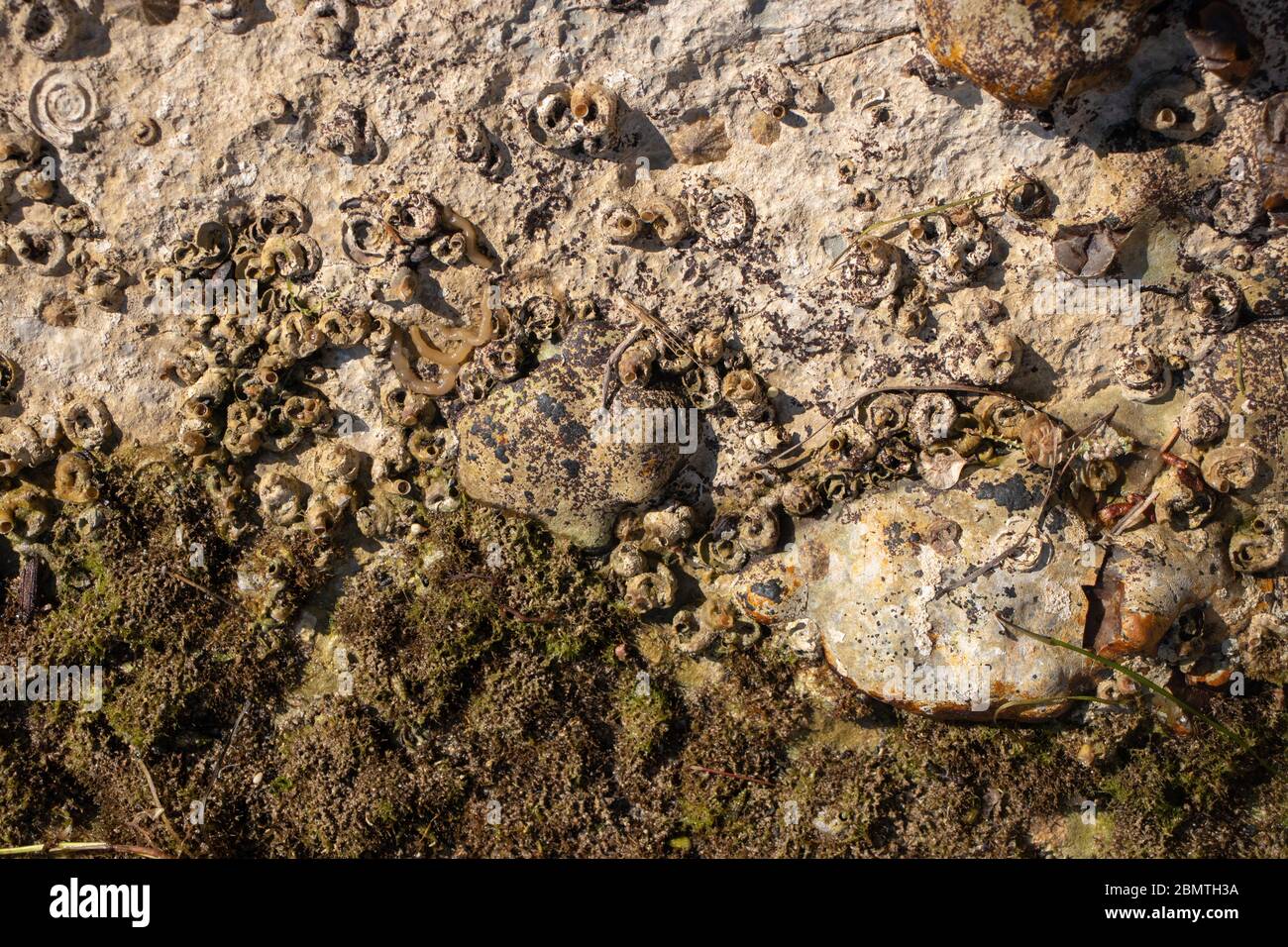 Clam fossils hi-res stock photography and images - Alamy