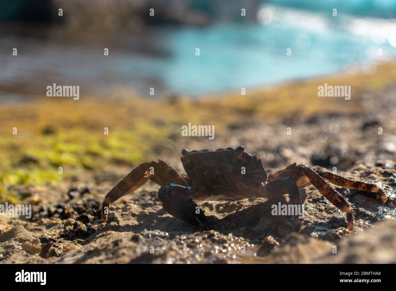 Baby crabs walking hi-res stock photography and images - Alamy