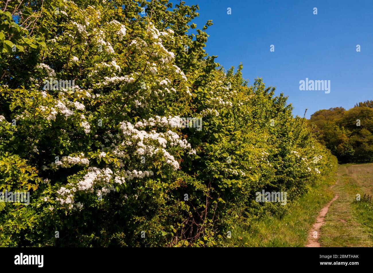 May blossom on a hedge of hawthorn, Crataegus monogyna, along a Norfolk ...