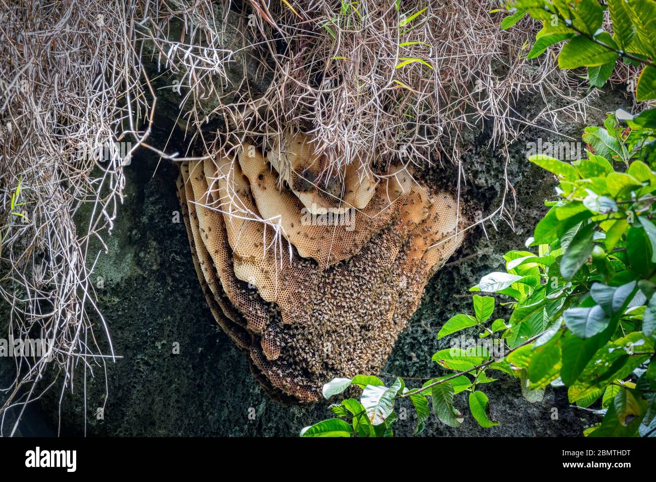 Bees inside hive hi-res stock photography and images - Alamy