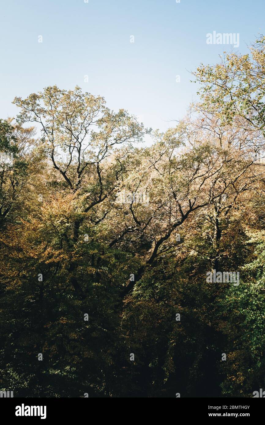Coloured leaves of various deciduous trees in golden autumn Stock Photo ...