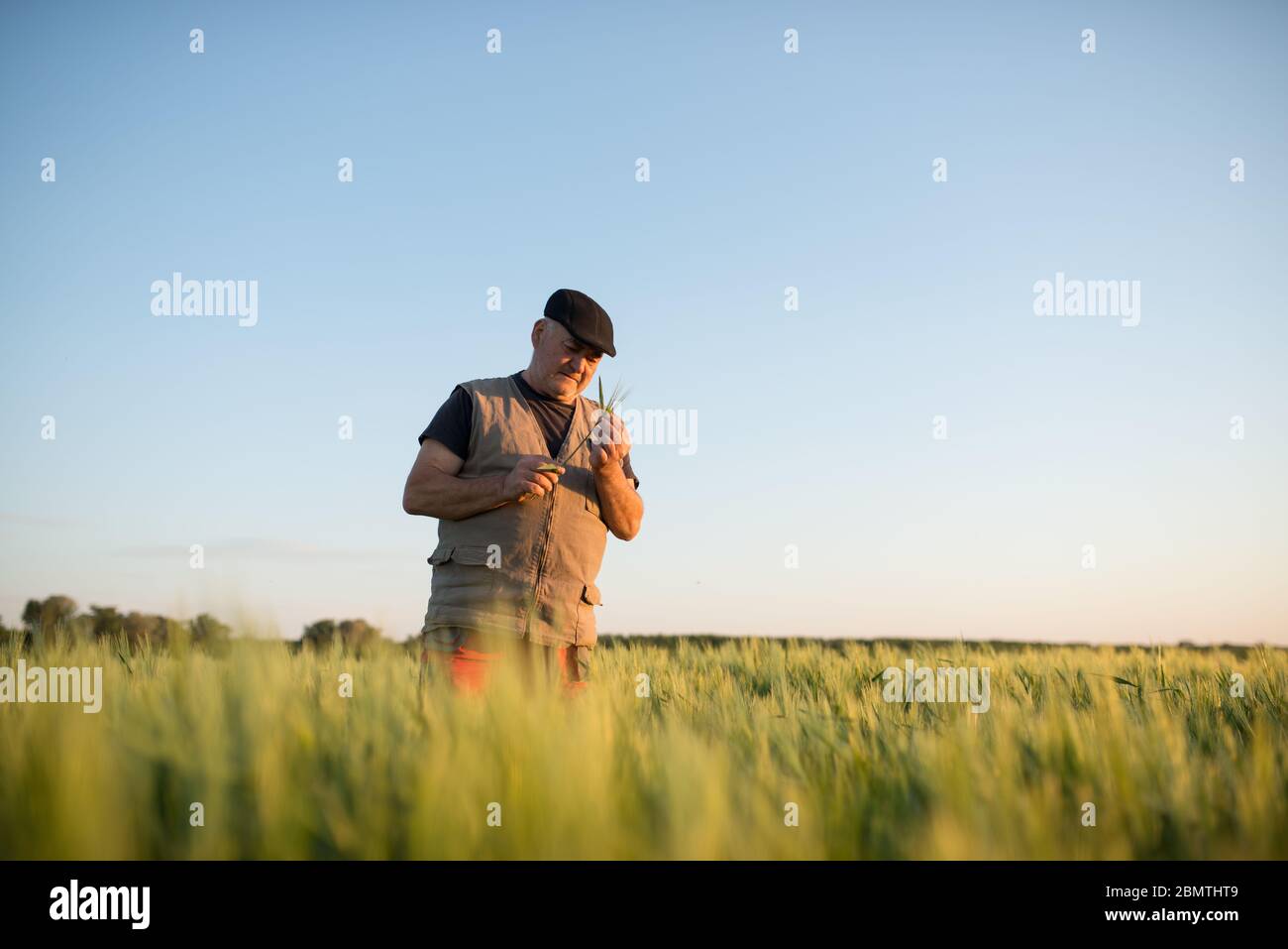 Farmer in a wheat field checking crop. Agricultural concept Stock Photo ...