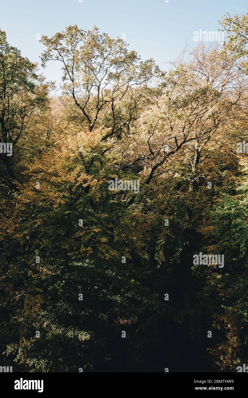 Coloured leaves of various deciduous trees in golden autumn Stock Photo ...