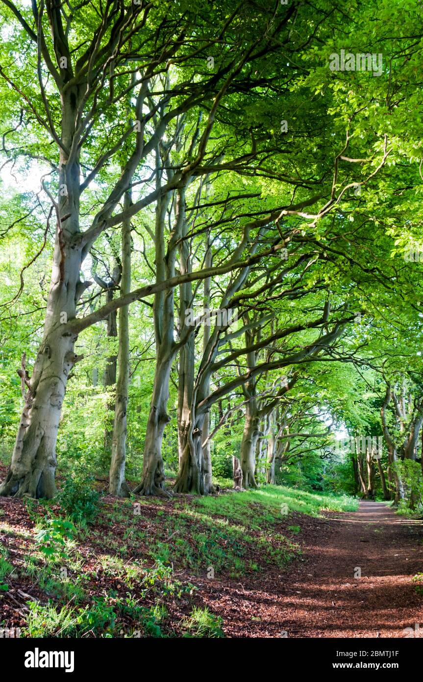 Avenue of beech trees hi-res stock photography and images - Alamy