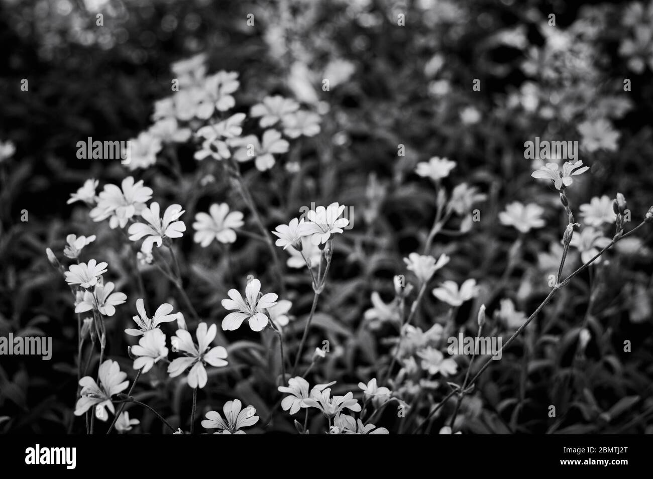 'Stellaria media' also known as Common Chickweed, is an annual and ...