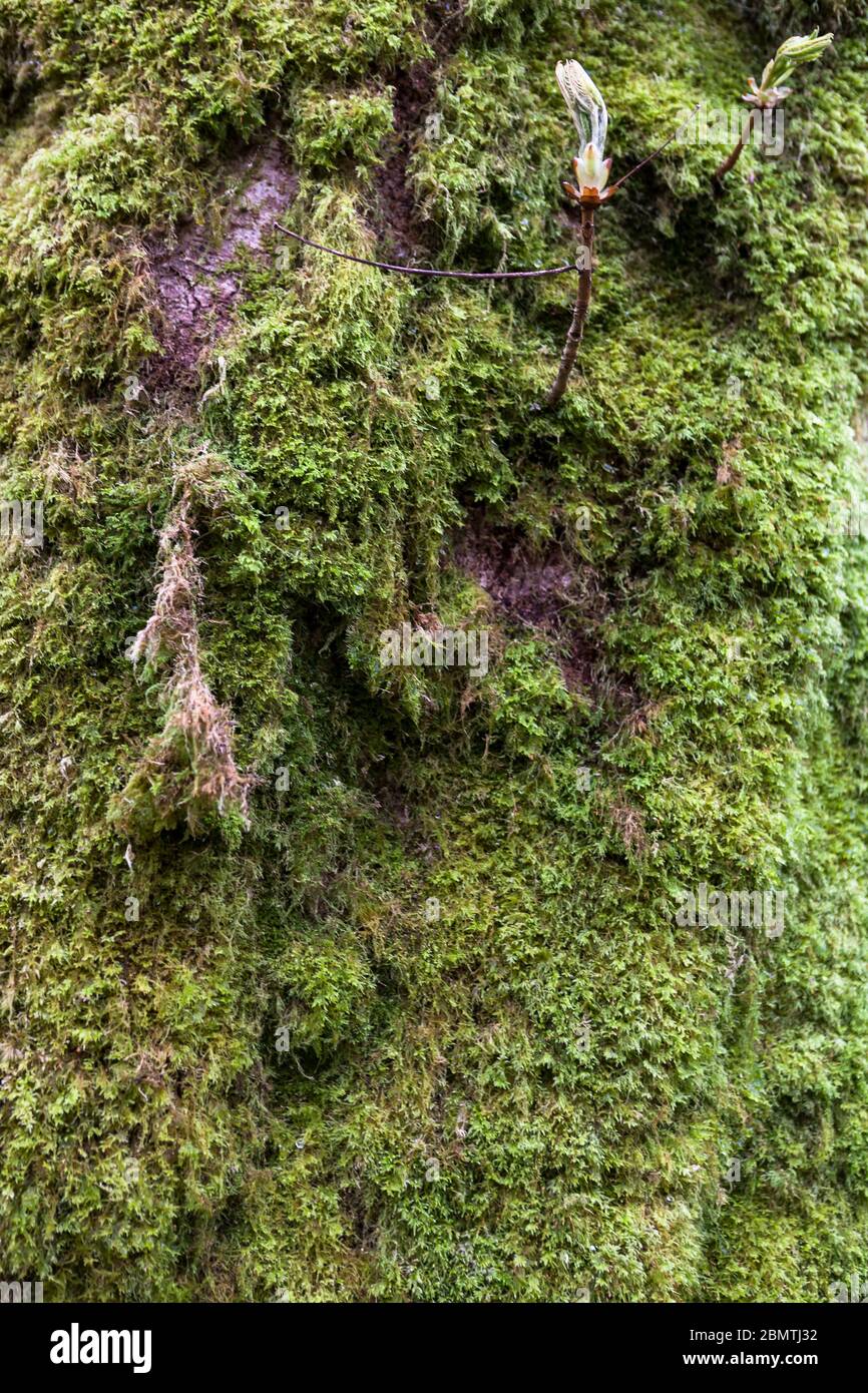 Close-up of moss on a tree-trunk, Tremenheere Sculpture Gardens ...