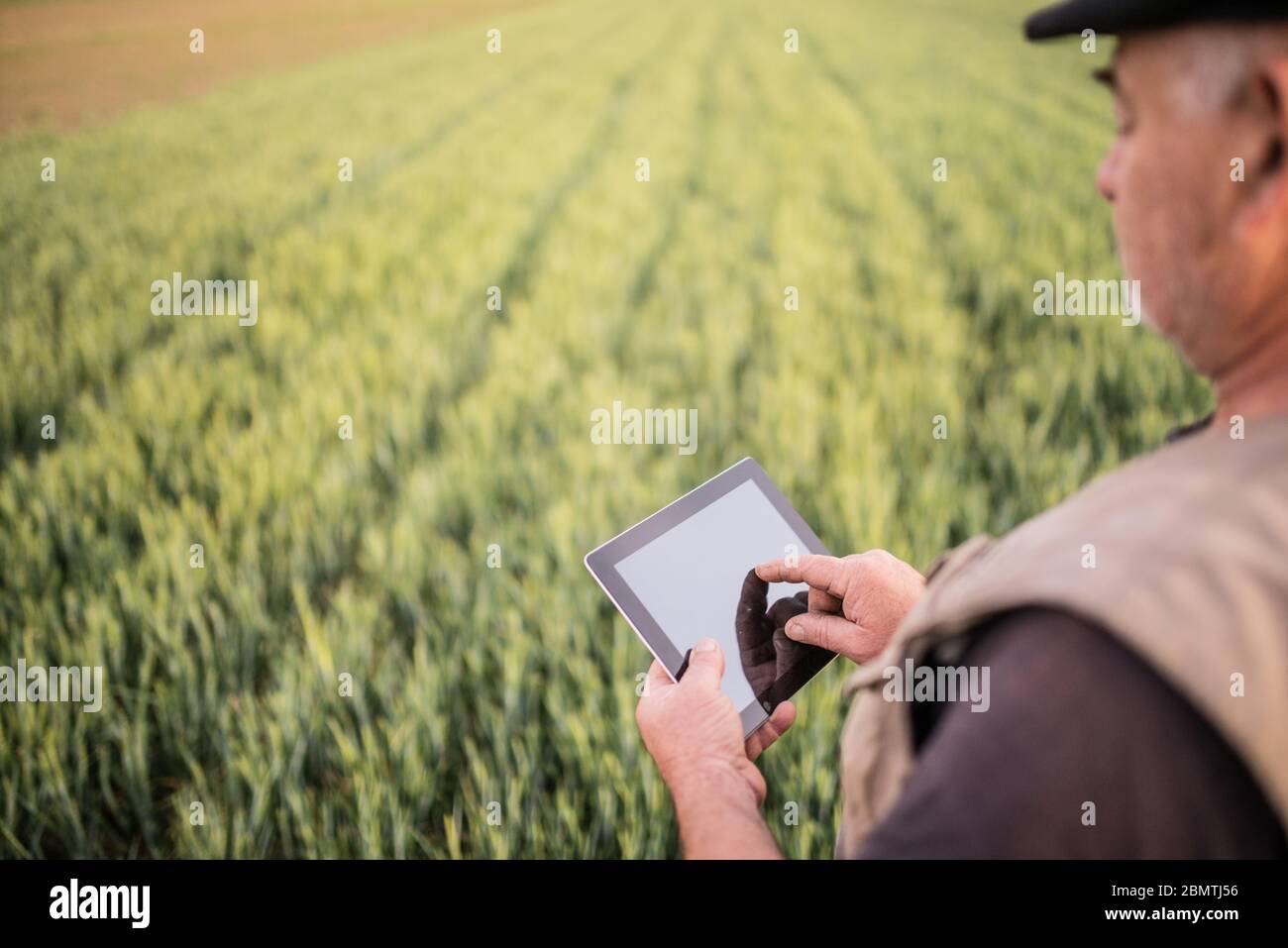 Farmer in a wheat field checking crop. Agricultural concept. Uses smart ...