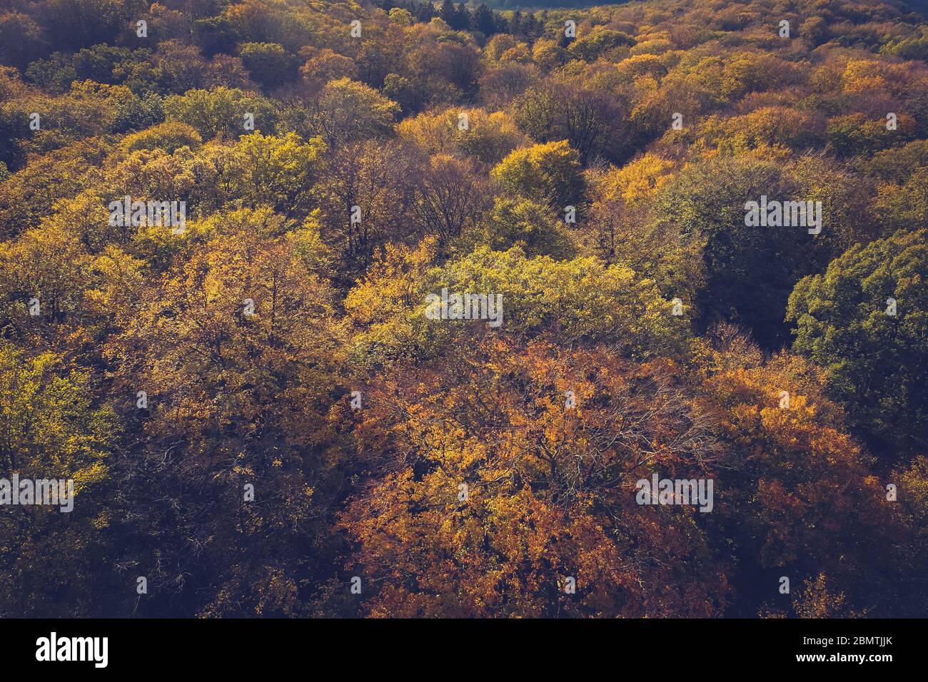 Colourful treetops in golden autumn Stock Photo - Alamy