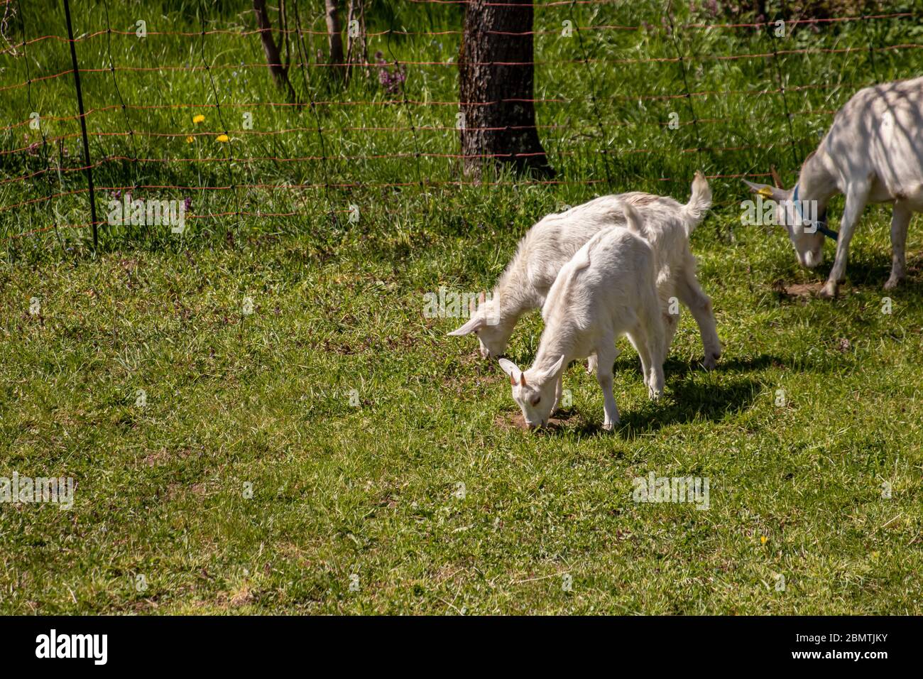 Three Baby Goats High Resolution Stock Photography and Images - Alamy