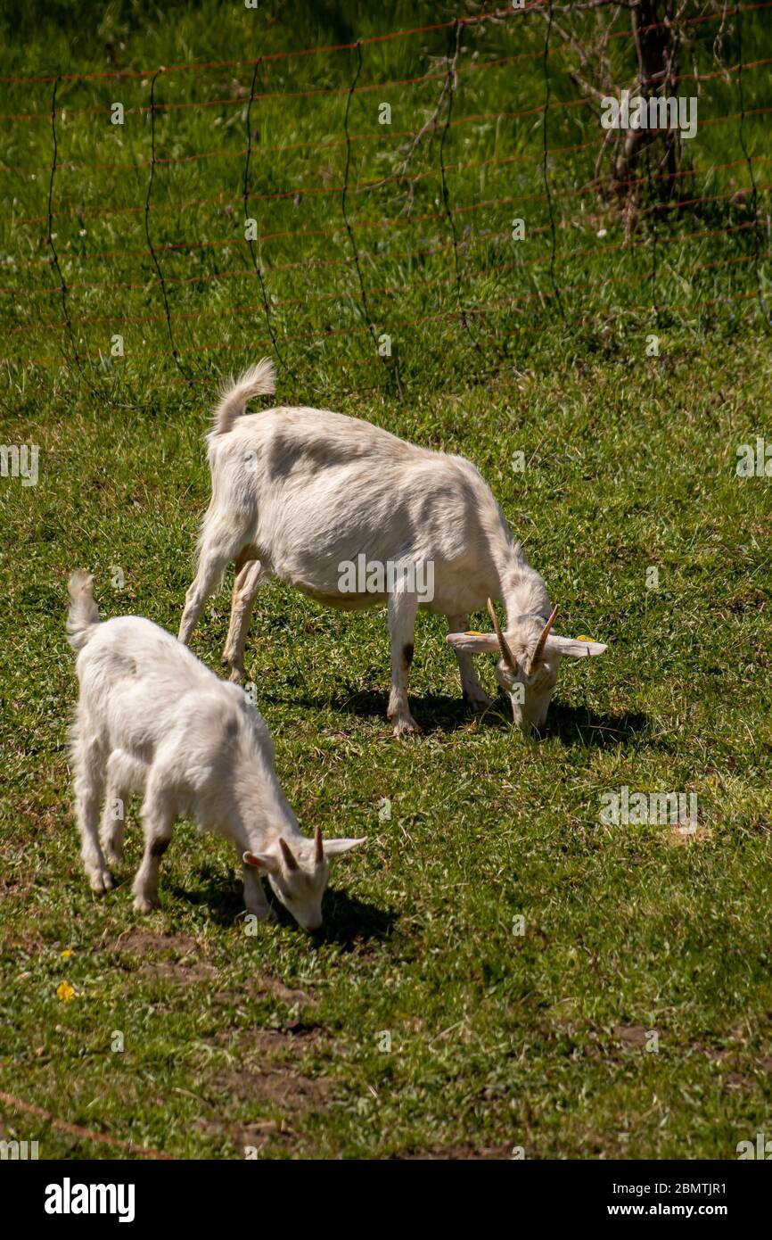 Adorable goats on field hi-res stock photography and images - Alamy