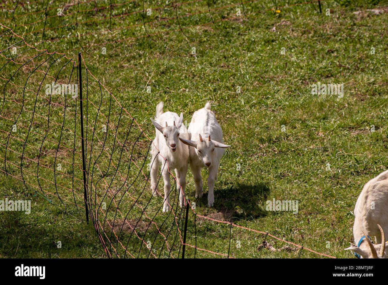 Adorable goats on field hi-res stock photography and images - Alamy