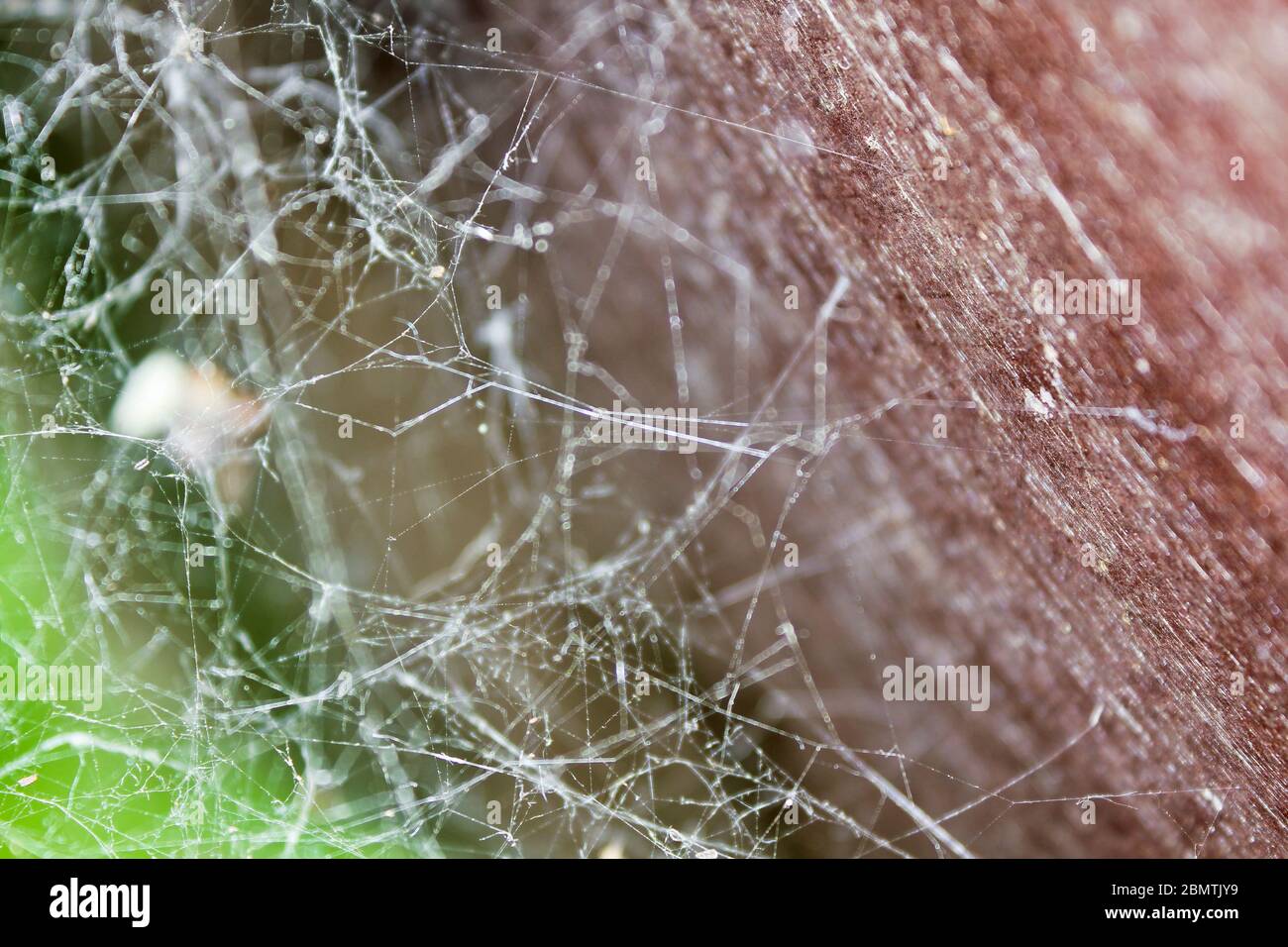 Entangled spider web with green-brown forest background Stock Photo - Alamy