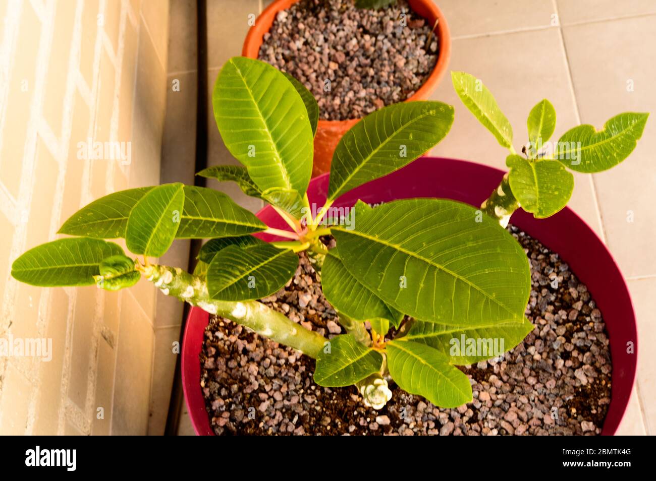 Plumeria Fraginapini Tree With Its Branches And Green Leaves. September ...